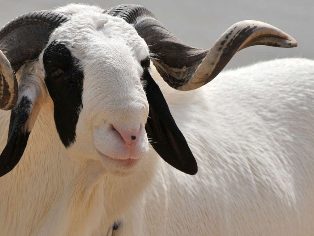 Sénégal : "Ladoum", ces moutons de race coûtent plus de 45 millions de ...