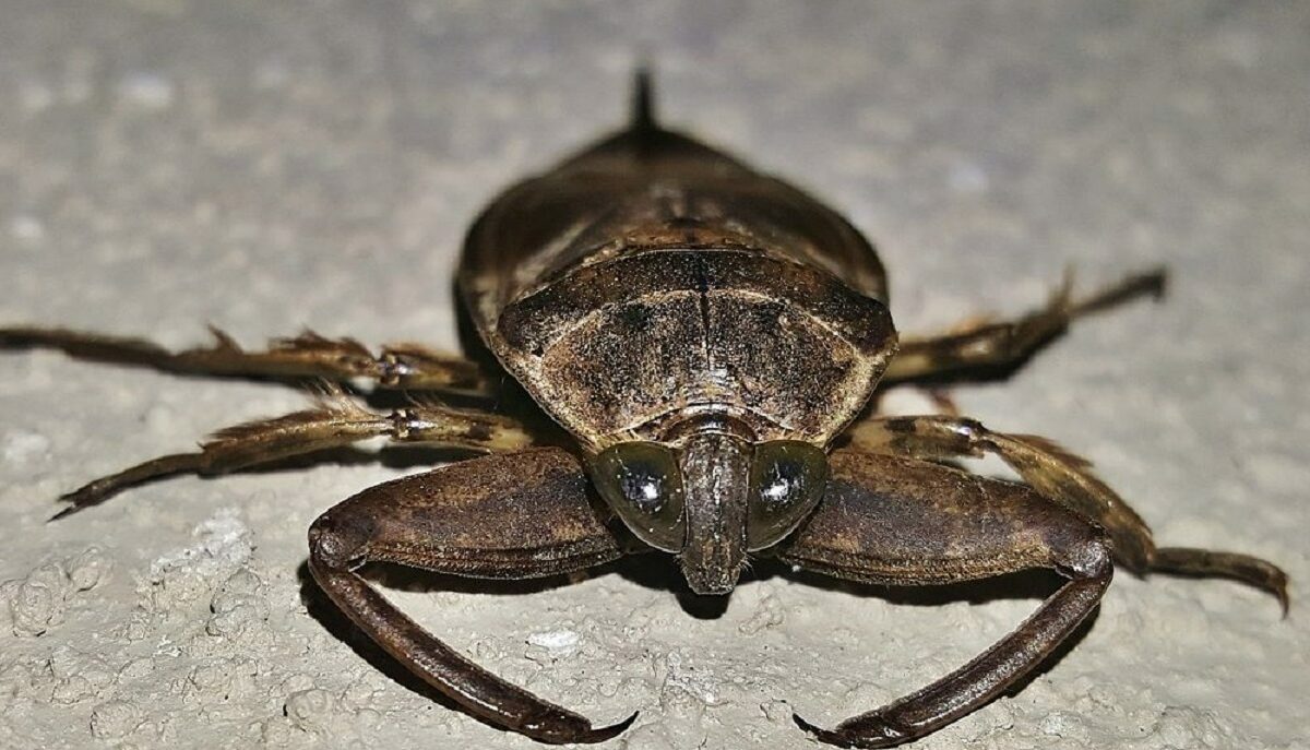 Top 5 des insectes les plus dangereux du monde - L-FRII