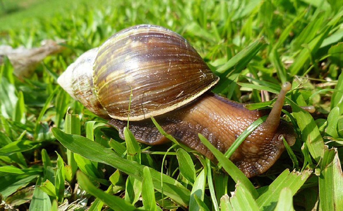 Alerte : les escargots seraient très dangereux pour la santé même au ...